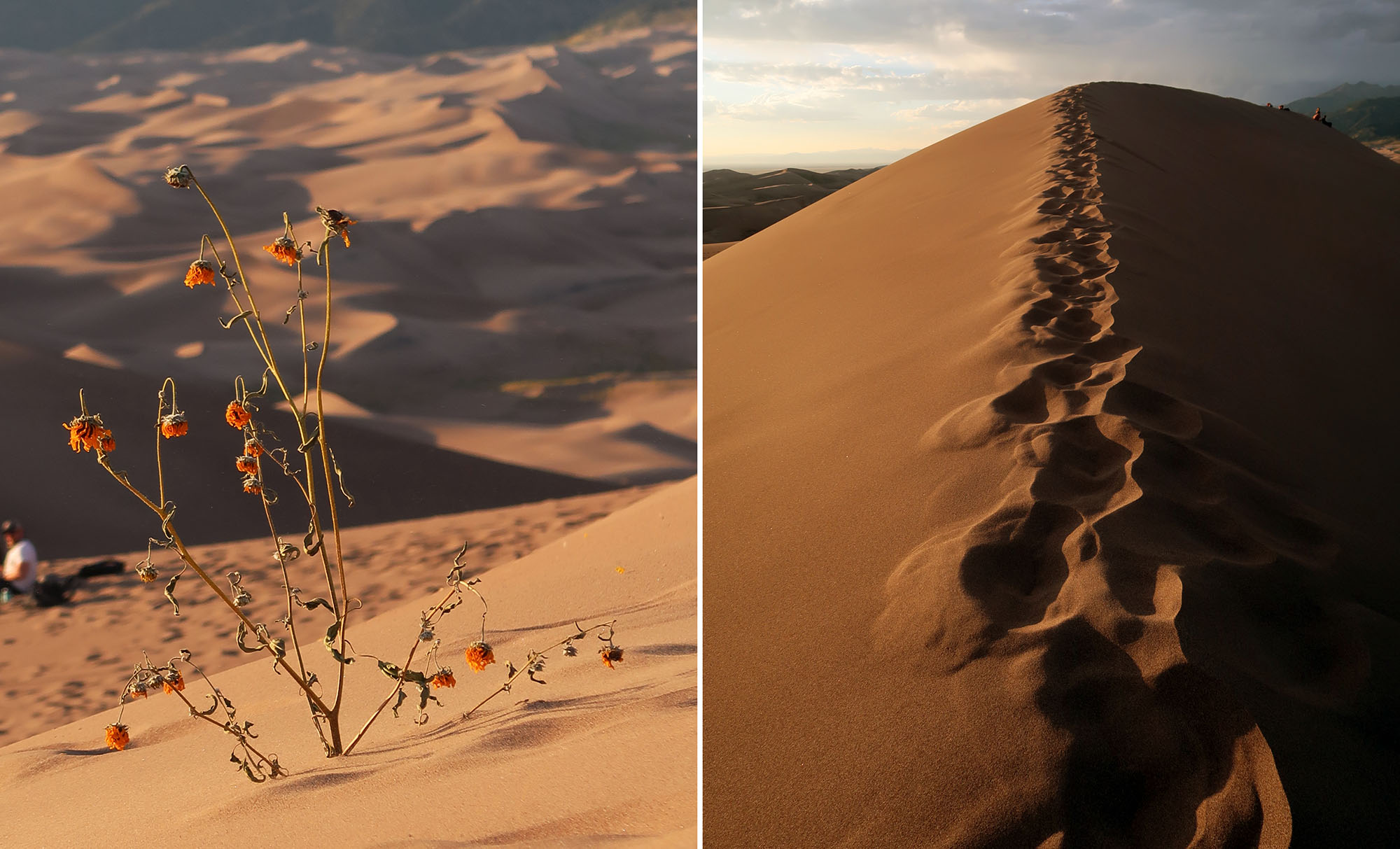 High Dune (Great Sand Dunes NP) - dismal wilderness