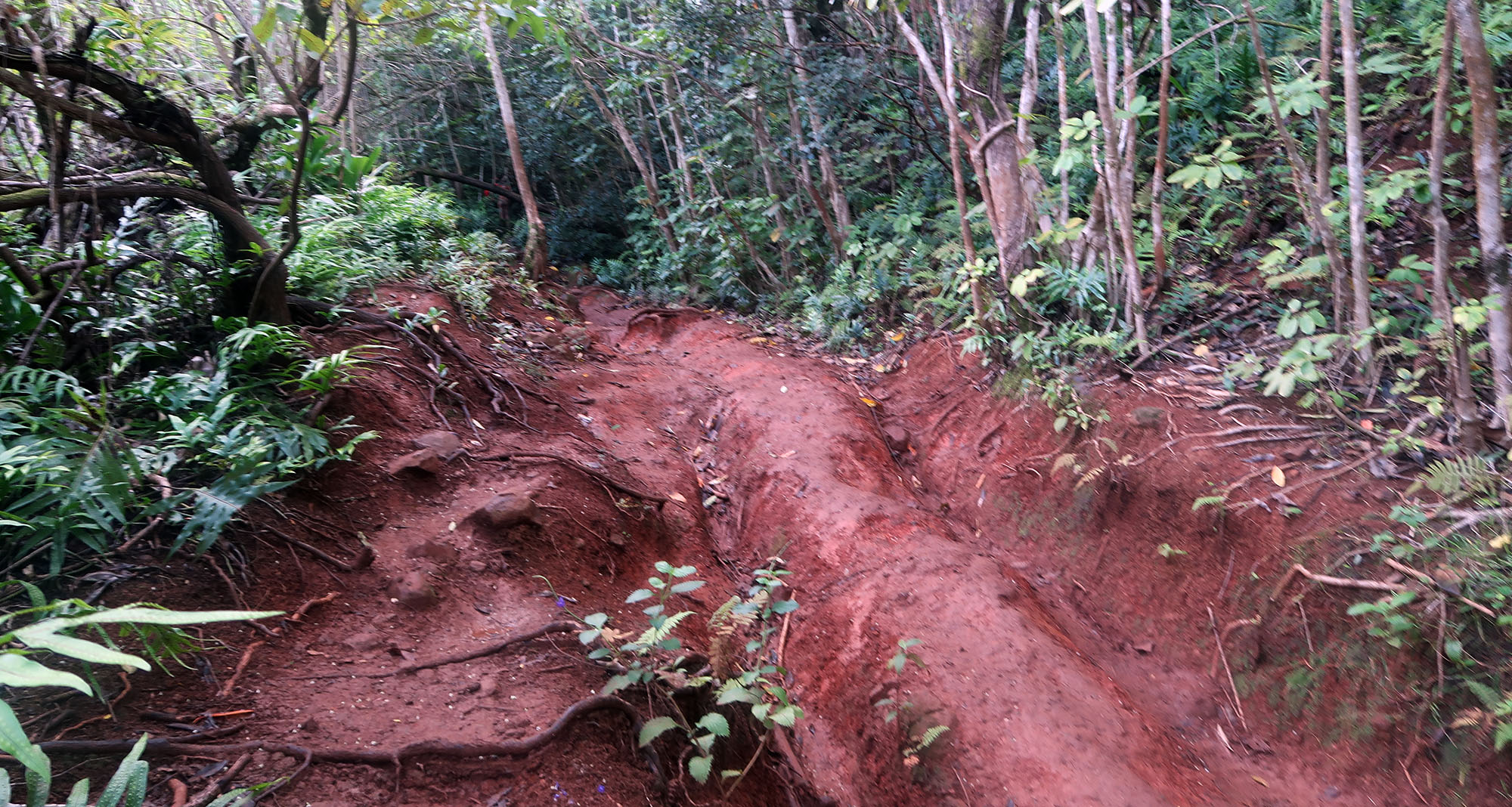 Olomana Ridge - dismal wilderness